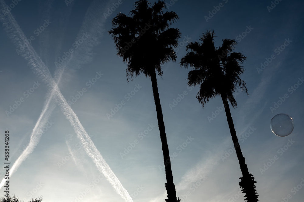 silhouettes of two palm trees with crossing condensation trails and ...