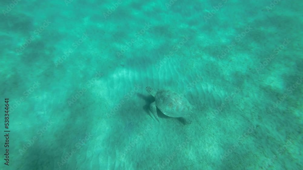 Slow motion, Sea turtle slowly fly above sandy bottom in sinrays. Green ...