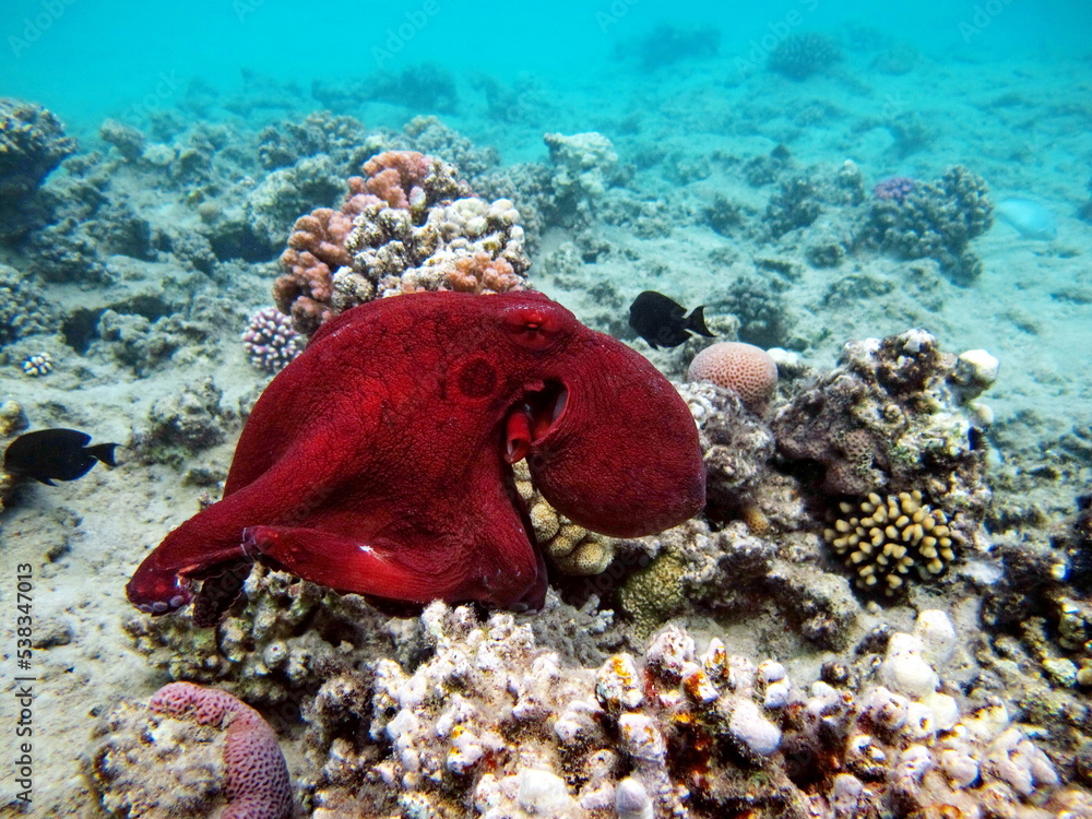 Octopus. Big Blue Octopus on the Red Sea Reefs. Stock Photo | Adobe Stock