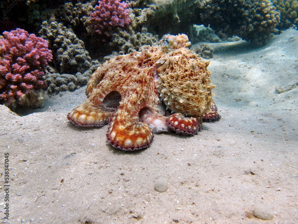 Octopus. Big Blue Octopus on the Red Sea Reefs. Stock Photo | Adobe Stock