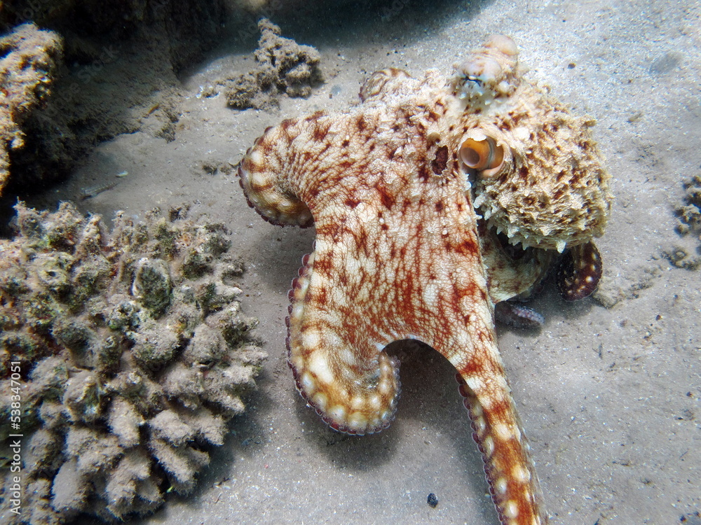 Big Blue Octopus (Octopus cyanea) Octopus. Big Blue Octopus on the Red ...