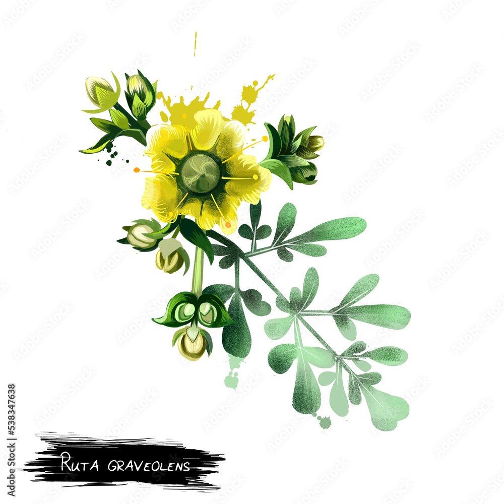 Common rue ruta graveolens flowering plant isolated on white. Herb-of ...