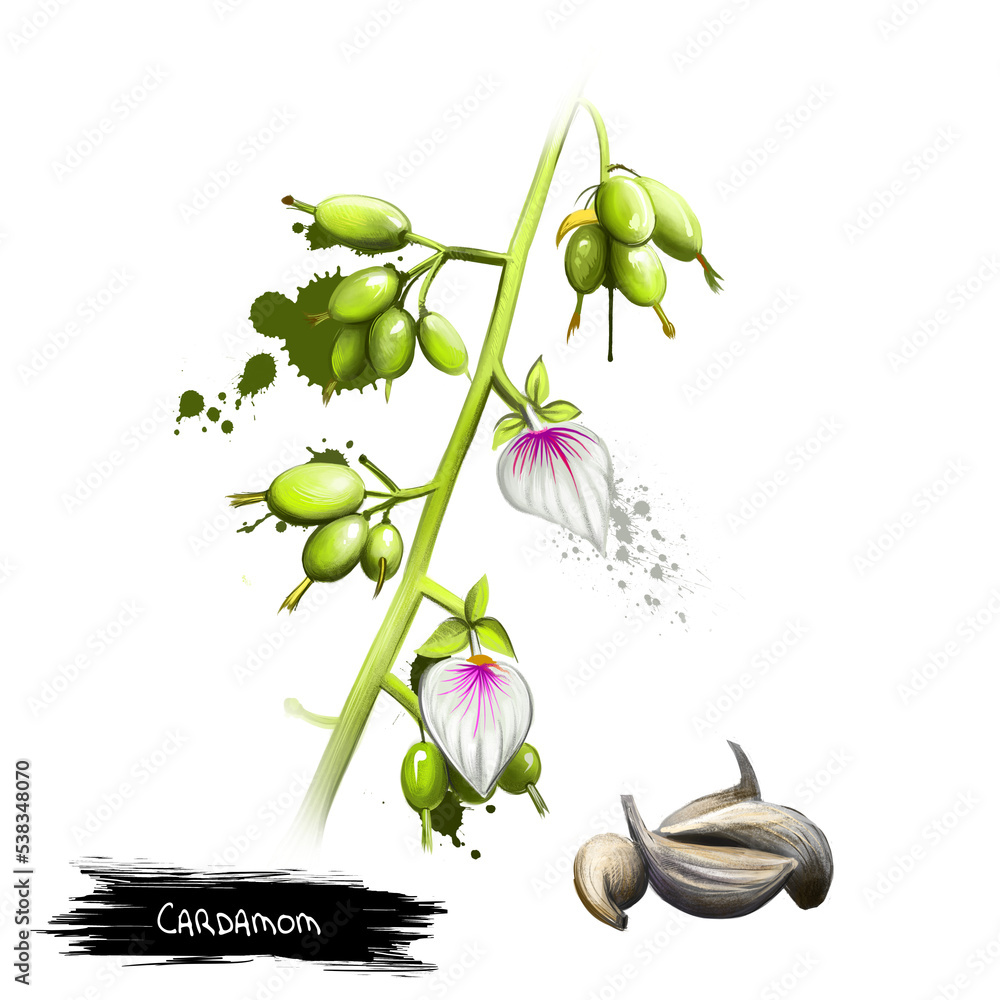 Cardamom, Cardamon or Cardamum is spice made from seeds of several ...