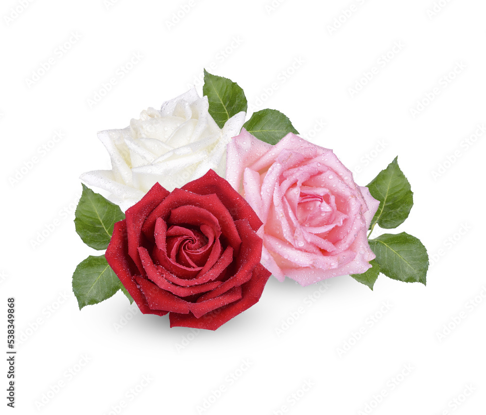 Rose with water drops isolated on transparent background. (.PNG) Stock ...
