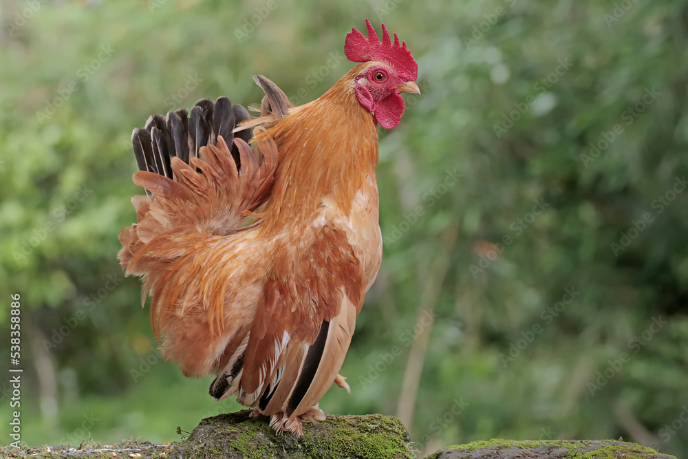 A rooster is foraging on a rock overgrown with moss. Animals that are ...