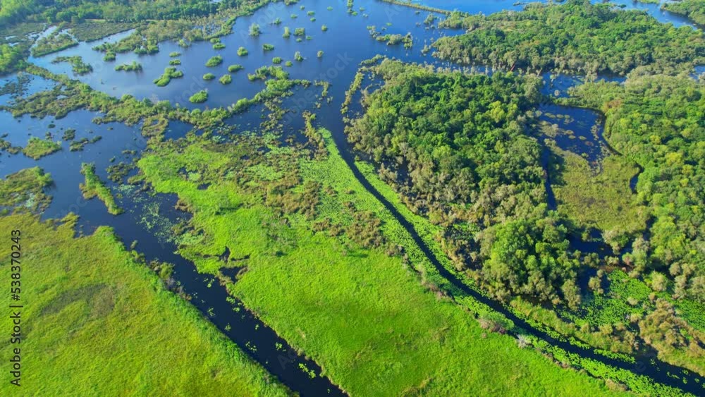 Drones are flying over large wetlands, various aquatic plants, wetlands ...
