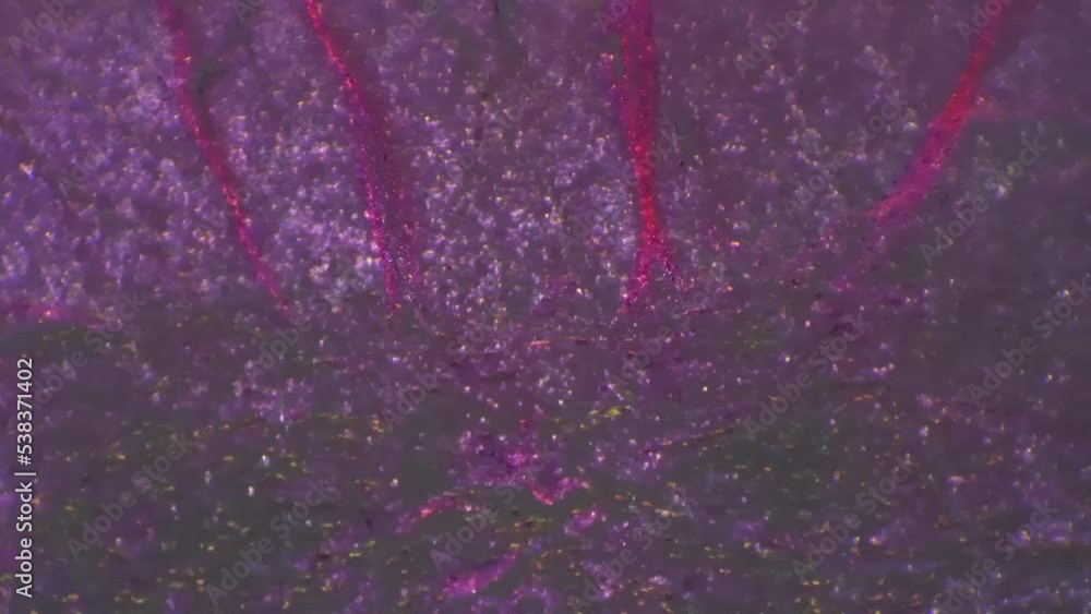 Dense connective tissue with tendon in longitudinal section filmed with ...