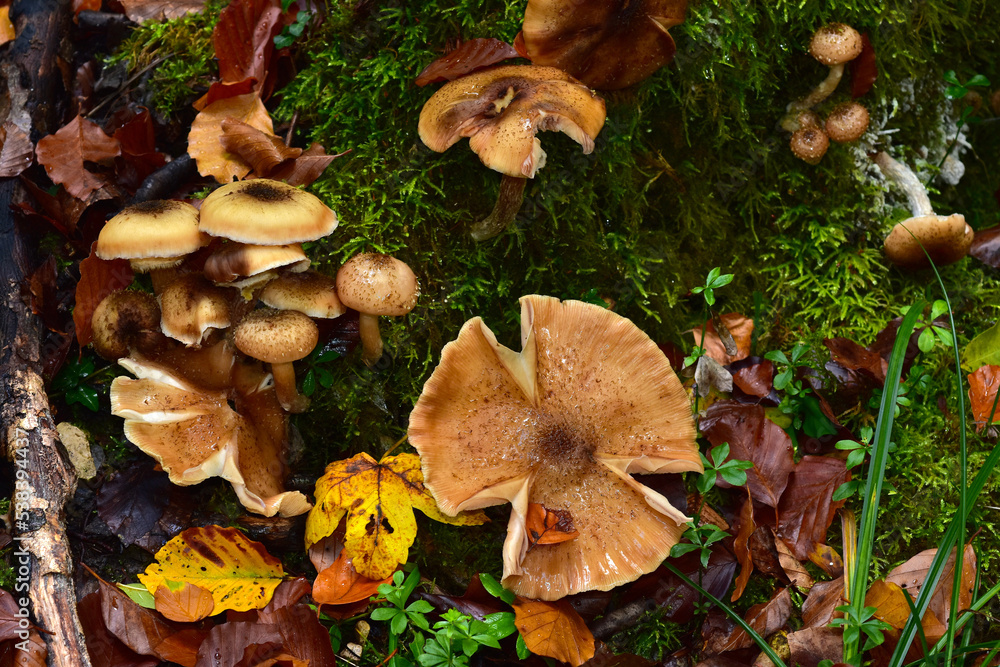 Hallimasch; Dunkler Hallimasch oder Gemeiner Hallimasch; Armillaria ...