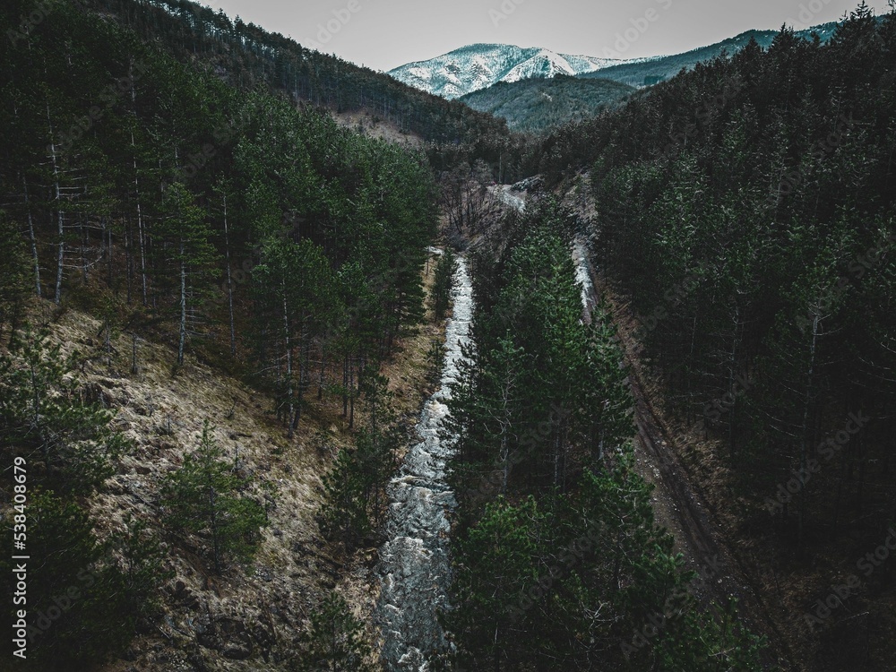 Beautiful coniferous forest landscape with the creek view and the ...