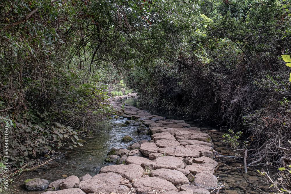 Dan River side stream, originating from Tel Dan springs, the largest of ...
