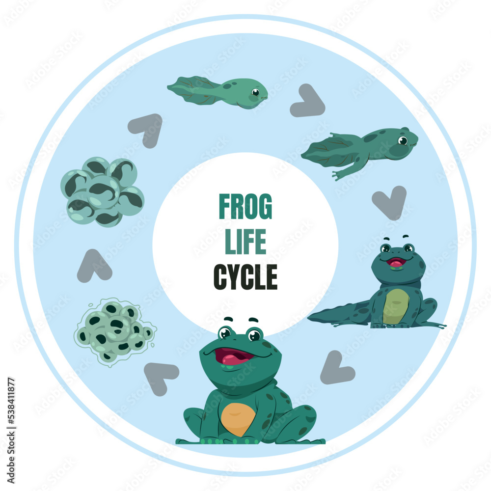 Frog life cycle. Amphibian metamorphosis diagram. Toad ontogenesis ...