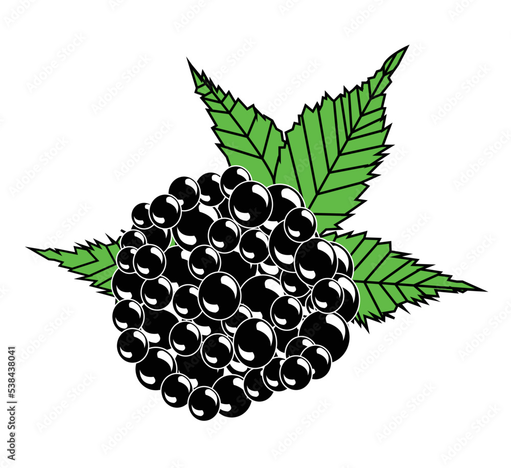 Colorful black berry vector design. Best graphic resources illustration ...