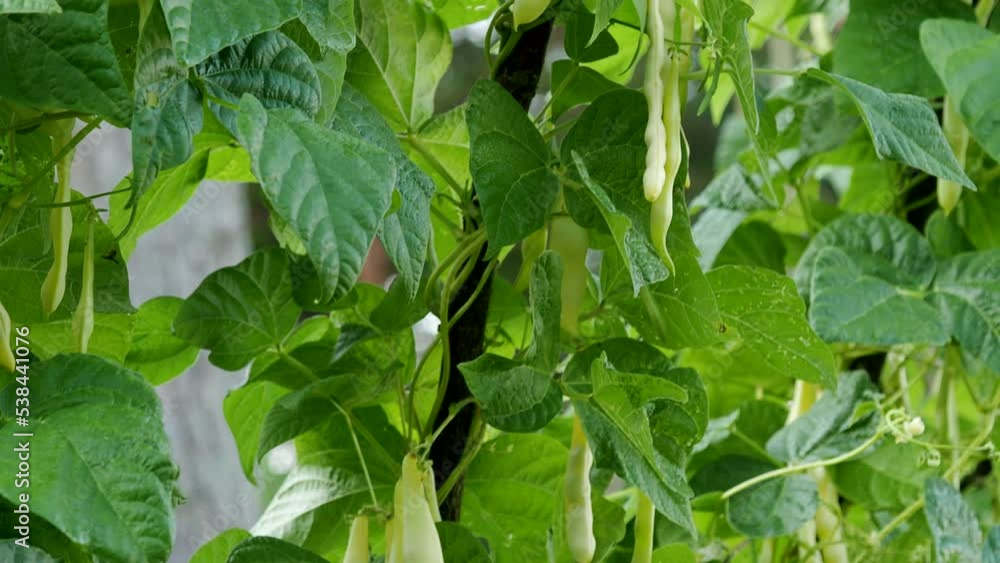 Vidéo Stock Ripe kidney bean growing on farm in 4K VIDEO. Bush with ...