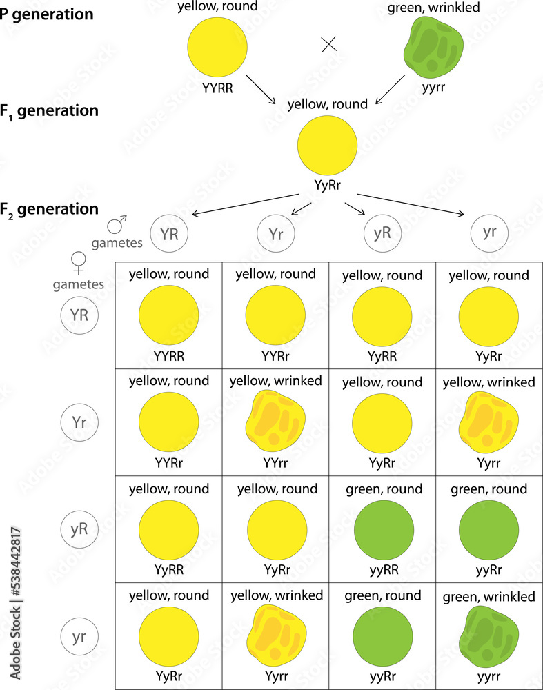 Dihybrid Cross of Pea Plant. The law of independent assortment. Stock ...