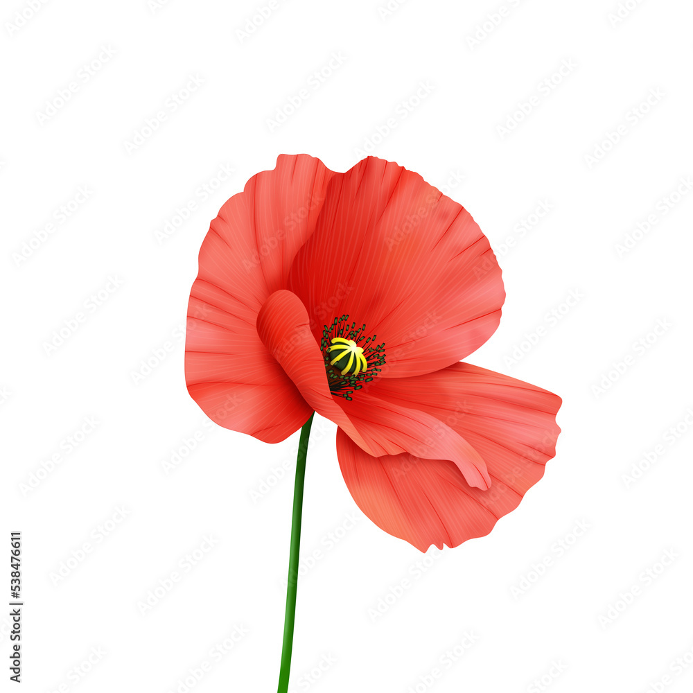 Czerwony mak - piękny rozwinięty kwiat. Ręcznie rysowana botaniczna ...