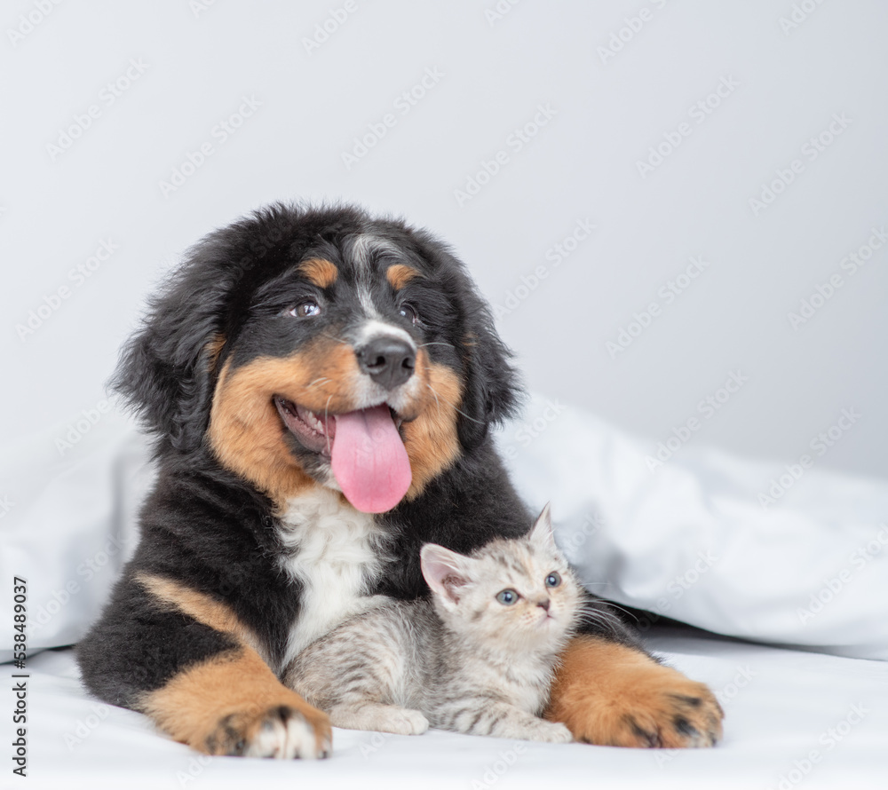 Young bernese mountain dog puppy hugs tiny kitten under warm blanket on ...