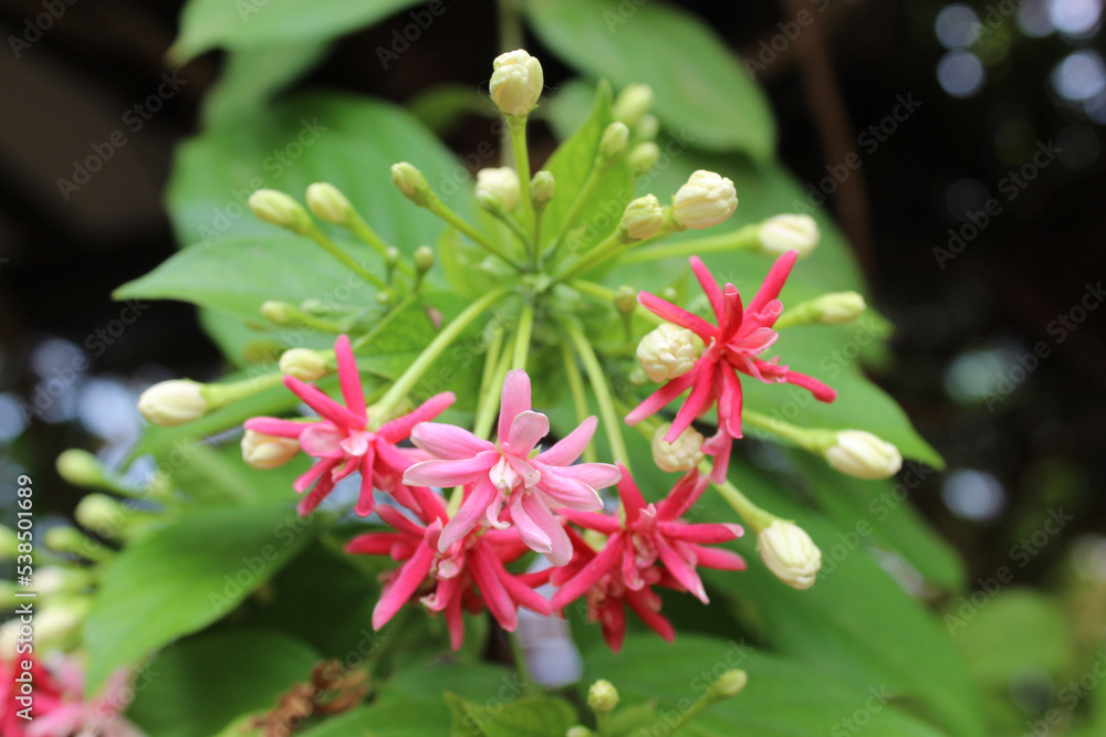 Flowers of Combretum indicum or the rangoon creeper Stock Photo | Adobe ...