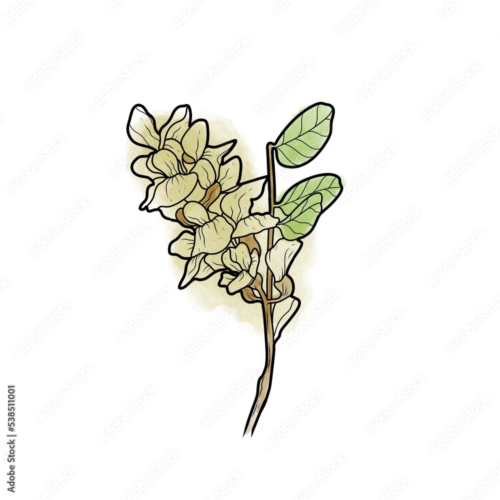 Acacia flowers and leaves watercolor isolated on white background ...