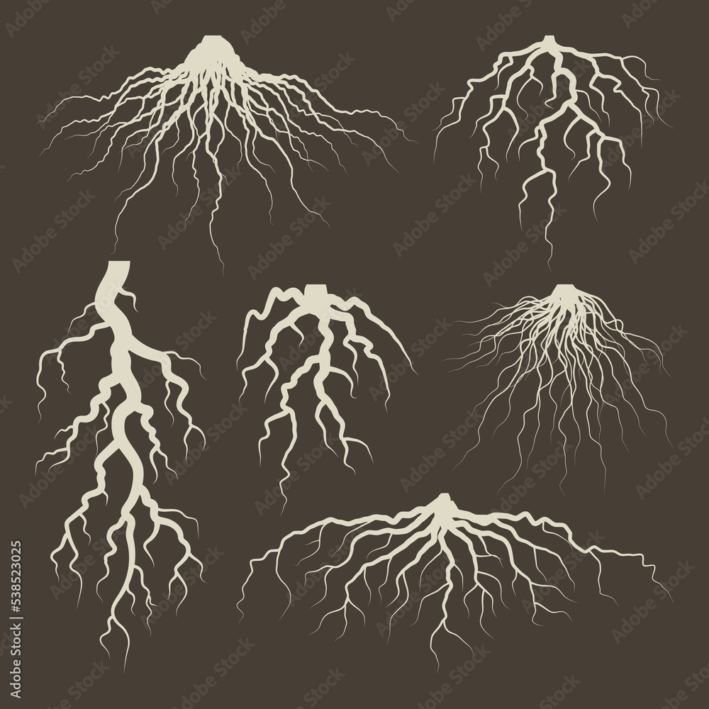 Various brown tree or shrub roots. Parts of plant, root system with ...