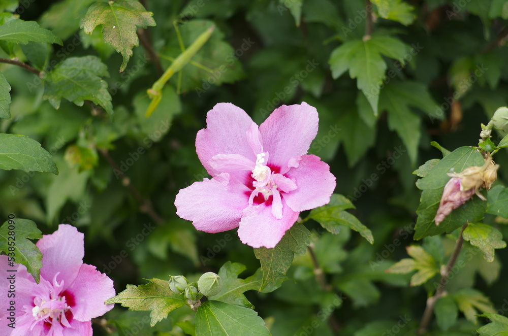 Mukuge (Hibiscus syriacus), deciduous tree of the mallow family Stock ...