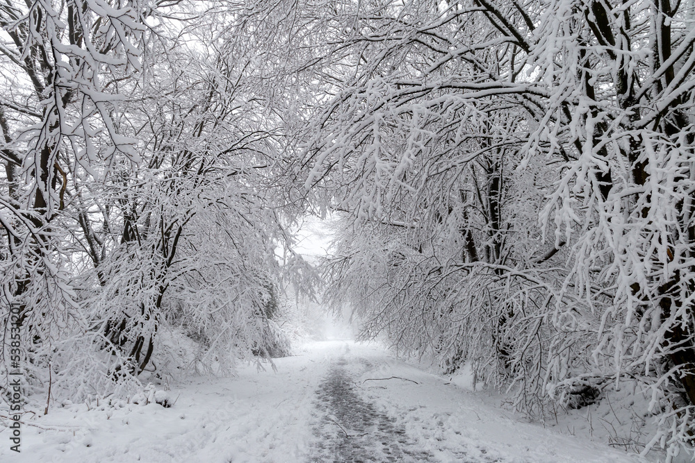 Winterlicher Weg im Wald mit Fußspuren verläuft durch Bäume und ...