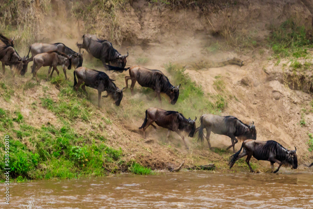 Nile crocodile hunting wildebeest, while they crossing the Mara river ...