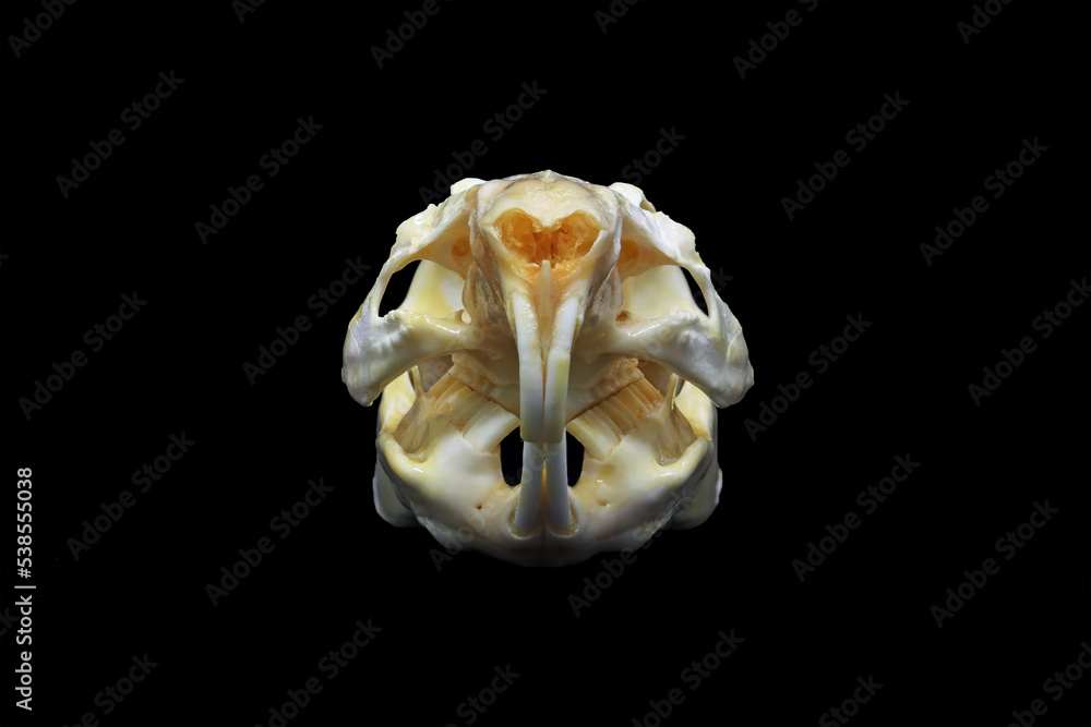 Skull of a guinea pig (Cavia porcellus) isolated in black. Front and ...