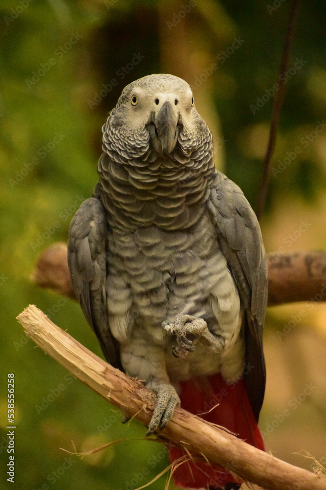 Grey Parrot with a Red Tail on a Wood Perch Stock Photo | Adobe Stock