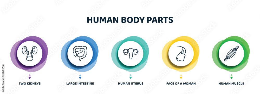 editable thin line icons with infographic template. infographic for ...