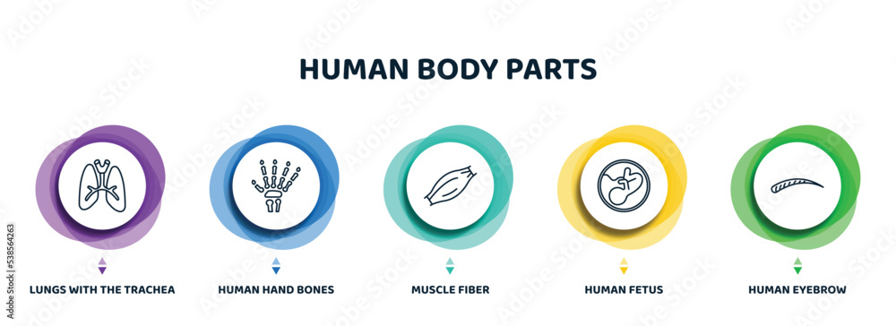 editable thin line icons with infographic template. infographic for ...