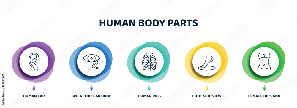 editable thin line icons with infographic template. infographic for ...