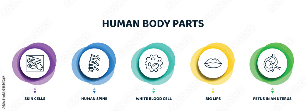editable thin line icons with infographic template. infographic for ...