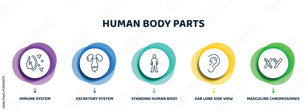editable thin line icons with infographic template. infographic for ...