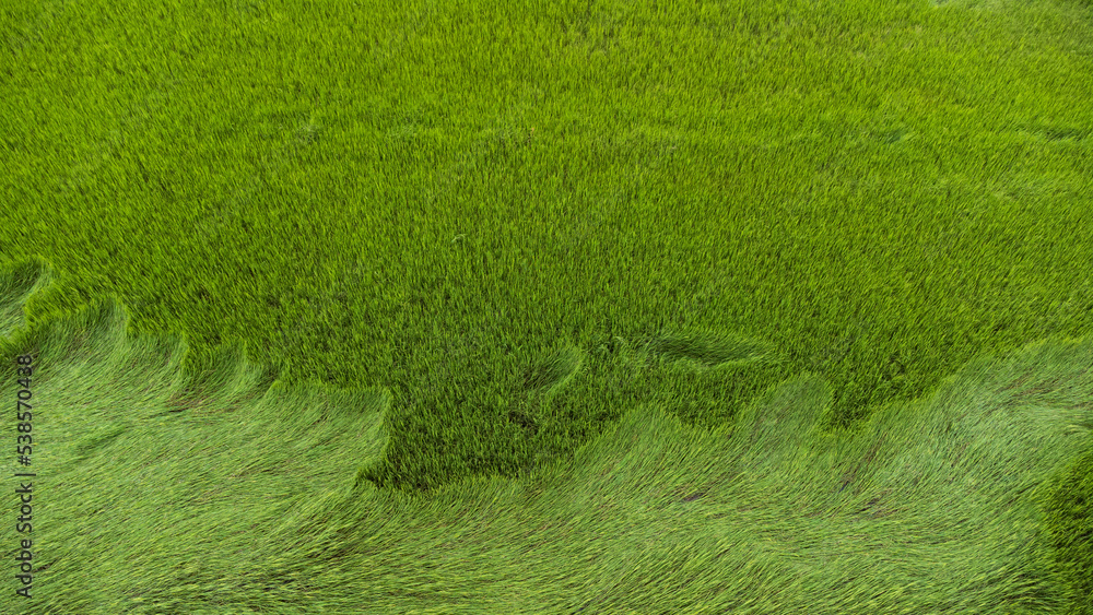 Aerial. Green ricefield texture background. Top view from drone.2 parts ...