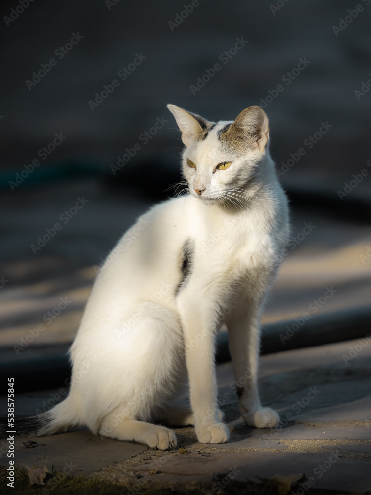 Outdoor portrait of a white skinny cat in the sunlight with a dark ...
