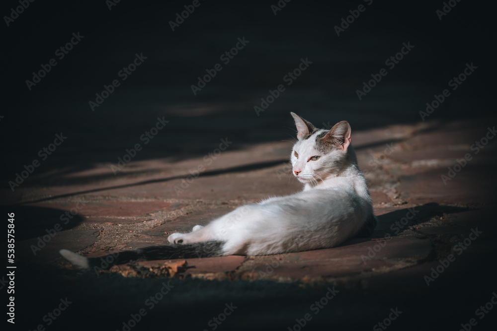 Outdoor portrait of a white skinny cat in the sunlight with a dark ...