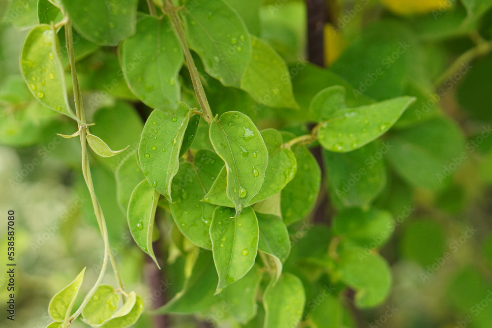 Gymnema Sylvestre Medicinal Plant Leaves. This plant is a good medicine ...