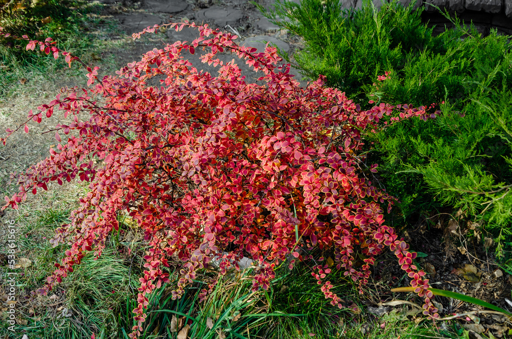 bush Berberis vulgaris, thunbergii, ottawensis with red autumn leaves ...