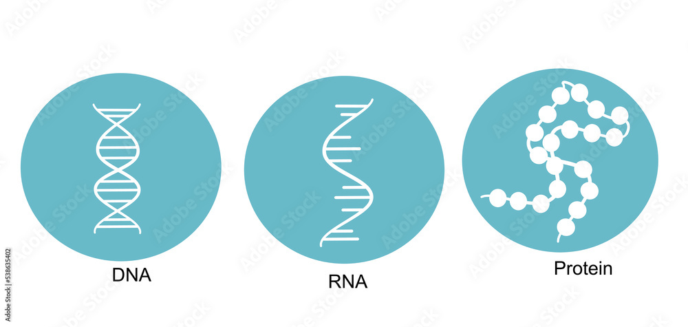 Biology Dna Rna