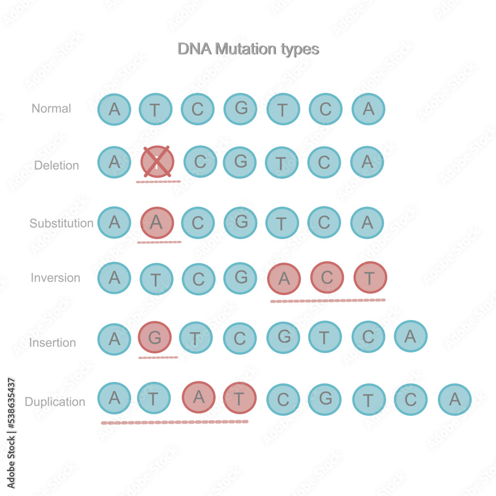 The Types Of DNA Mutation Deletion Substitution Inversion