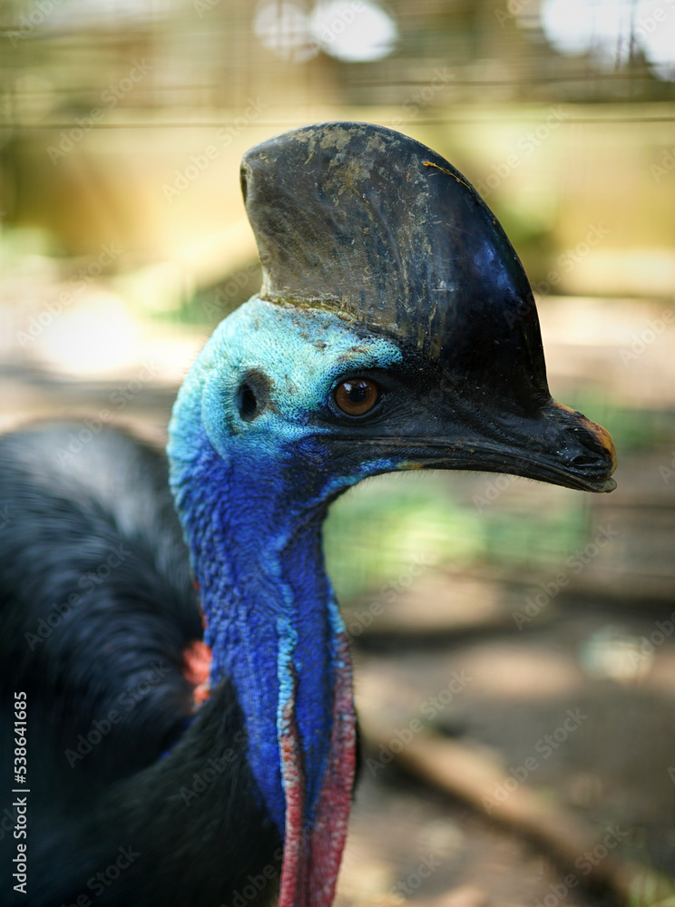 big bird, cassowary with beautiful colored close-up face against forest ...