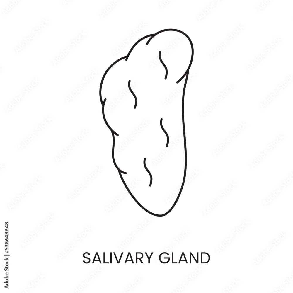 Vetor de The human salivary gland is an anatomical icon of a line in a ...