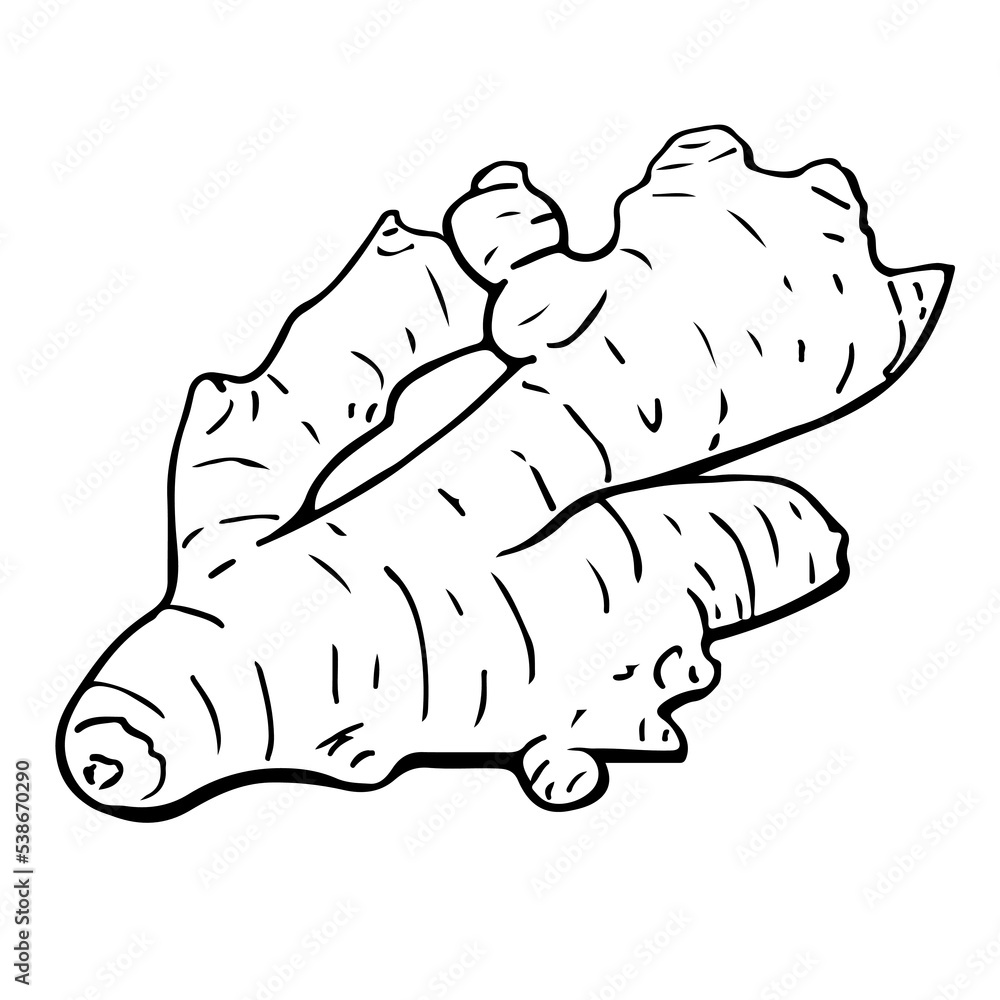 Ginger root in a vector line art, illustration of a healthy vegetable ...