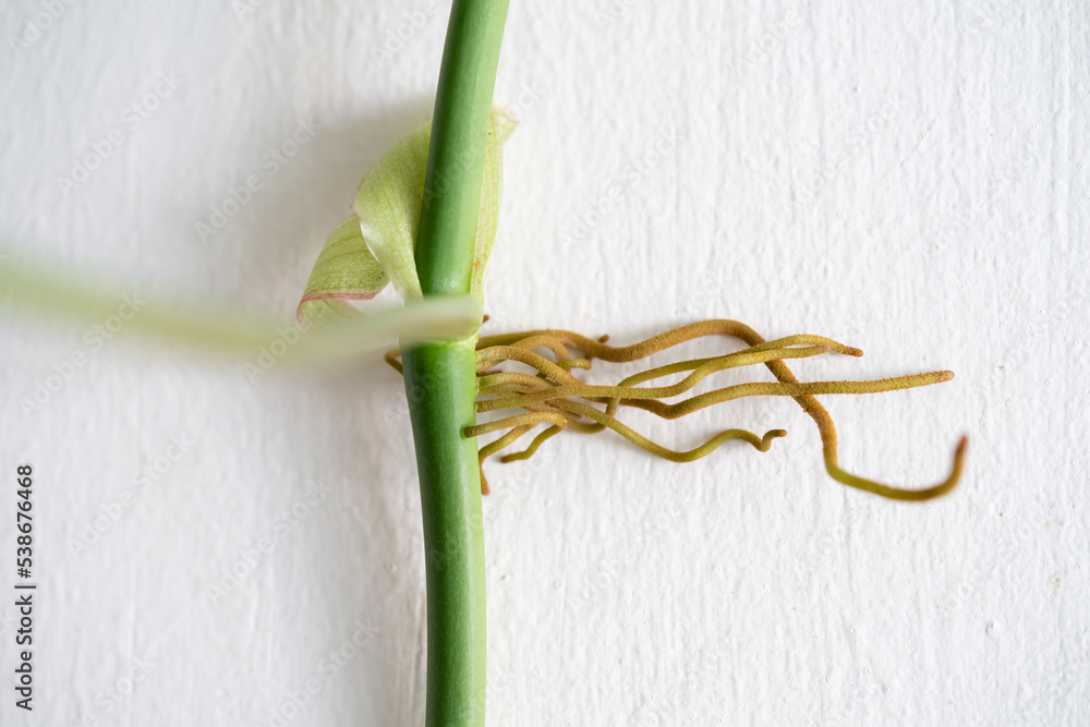 Philodendron Micans aerial root close up in isolated white background ...
