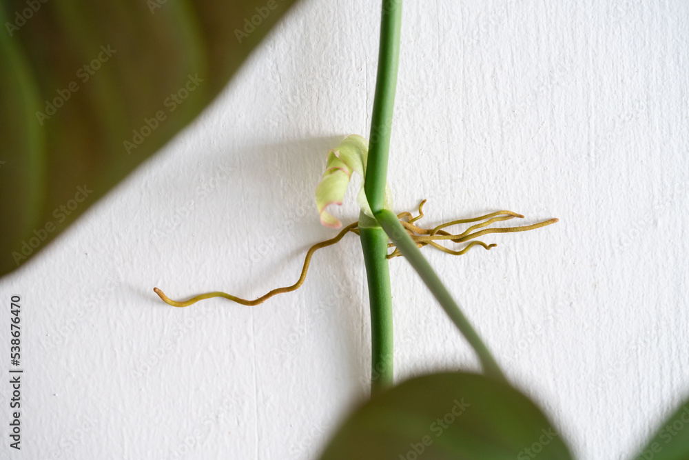 Philodendron Micans aerial root close up in isolated white background ...