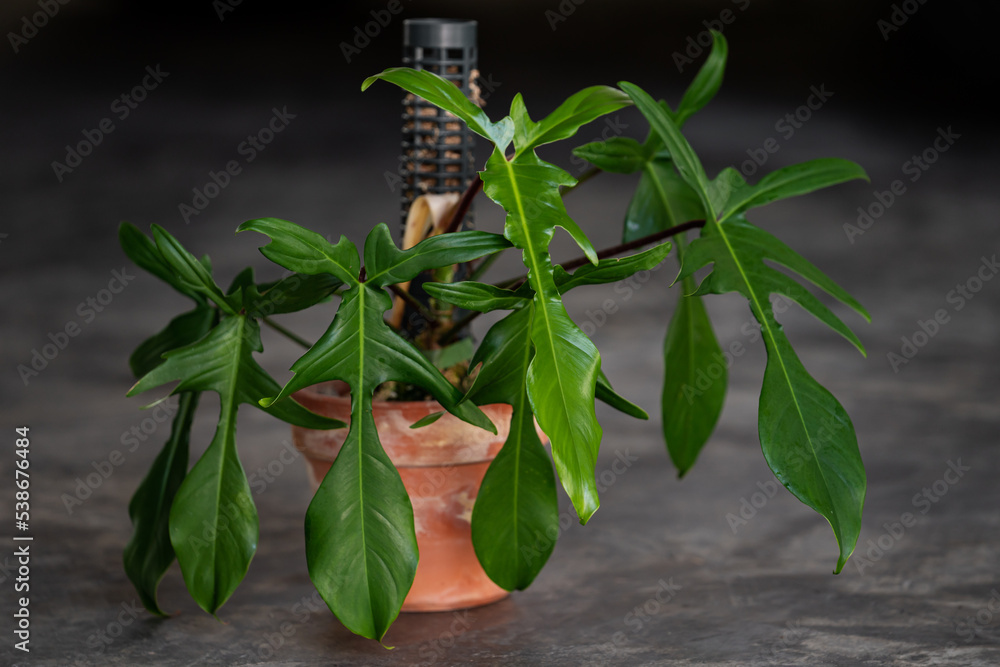 Philodendron Florida Ghost plant with terracotta pot on islated ...