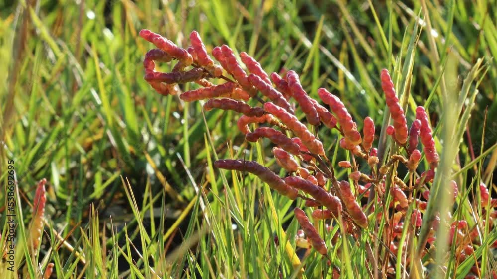 Europäischer Queller (Salicornia europaea agg.) im Nationalpark ...