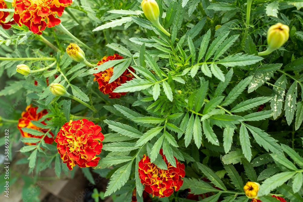Orange marigold flowers, top view. Tagetes bush, close-up. Background ...