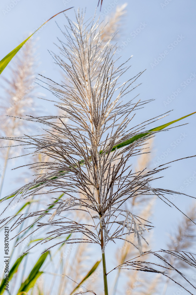 Flor o espiga de caña de azucar en los campos del ingenio melchor ...