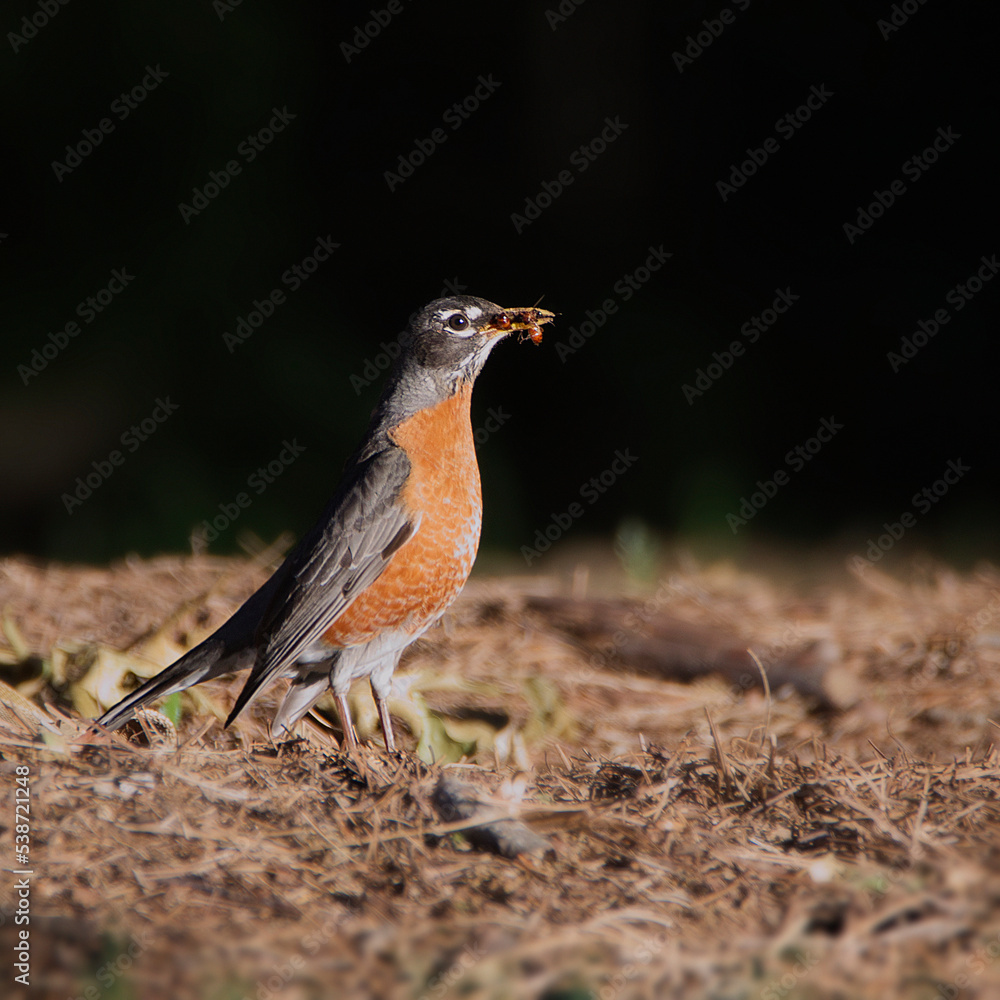 American Red Robin with a kill Stock Photo | Adobe Stock